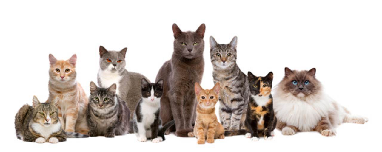 All About Cat Fur Types And Patterns Pet Direct All About Cat Fur Types And Patterns Pet Direct