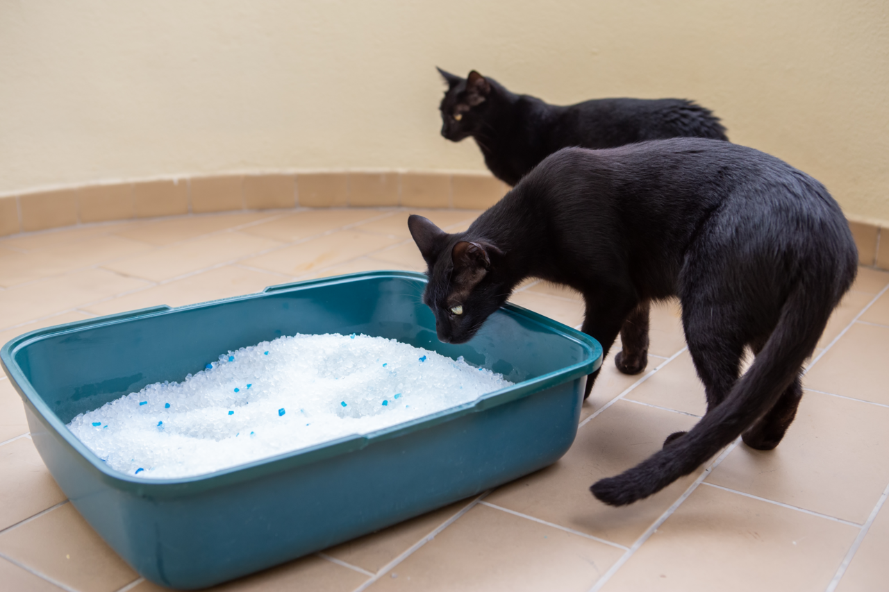 Best Cat Litter for Multi-Cat Households in NZ - Petdirect