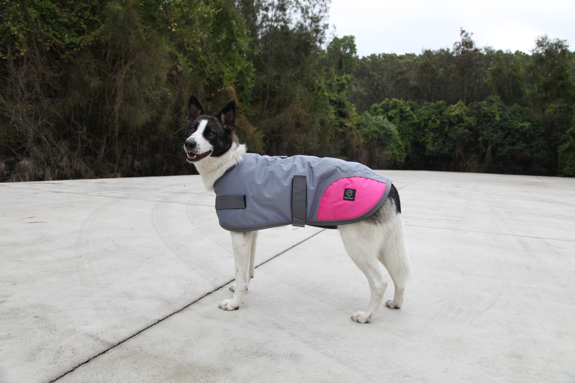 Pet One NightWalker Dog Coat - Petdirect
