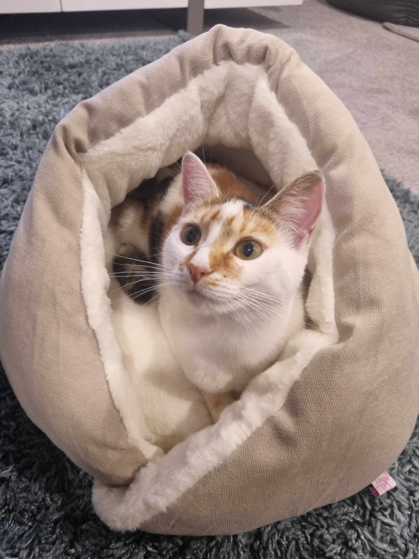 Trouble & Trix Cat Cave Bed - Petdirect