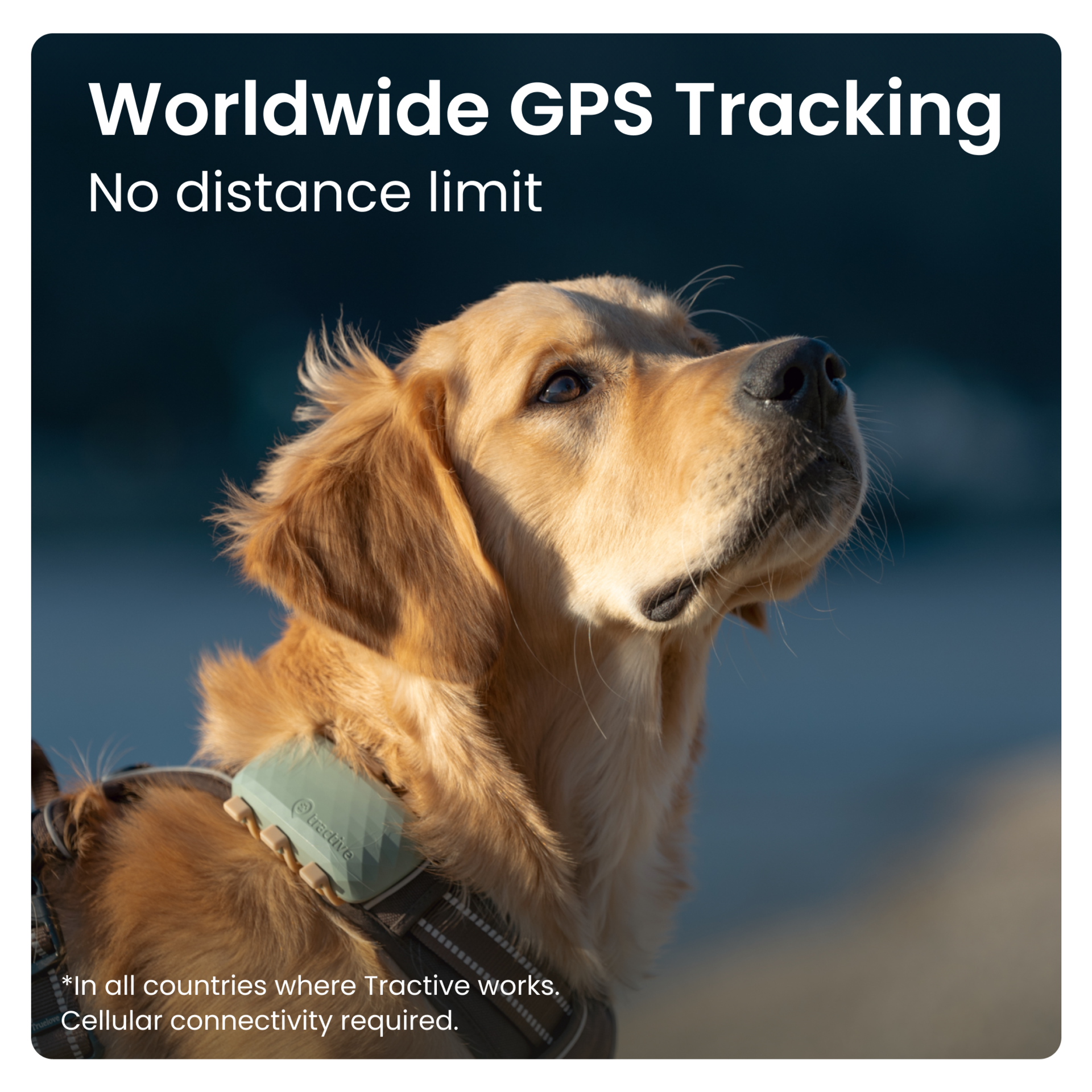 Tractive Dog XL GPS Tracker - Petdirect
