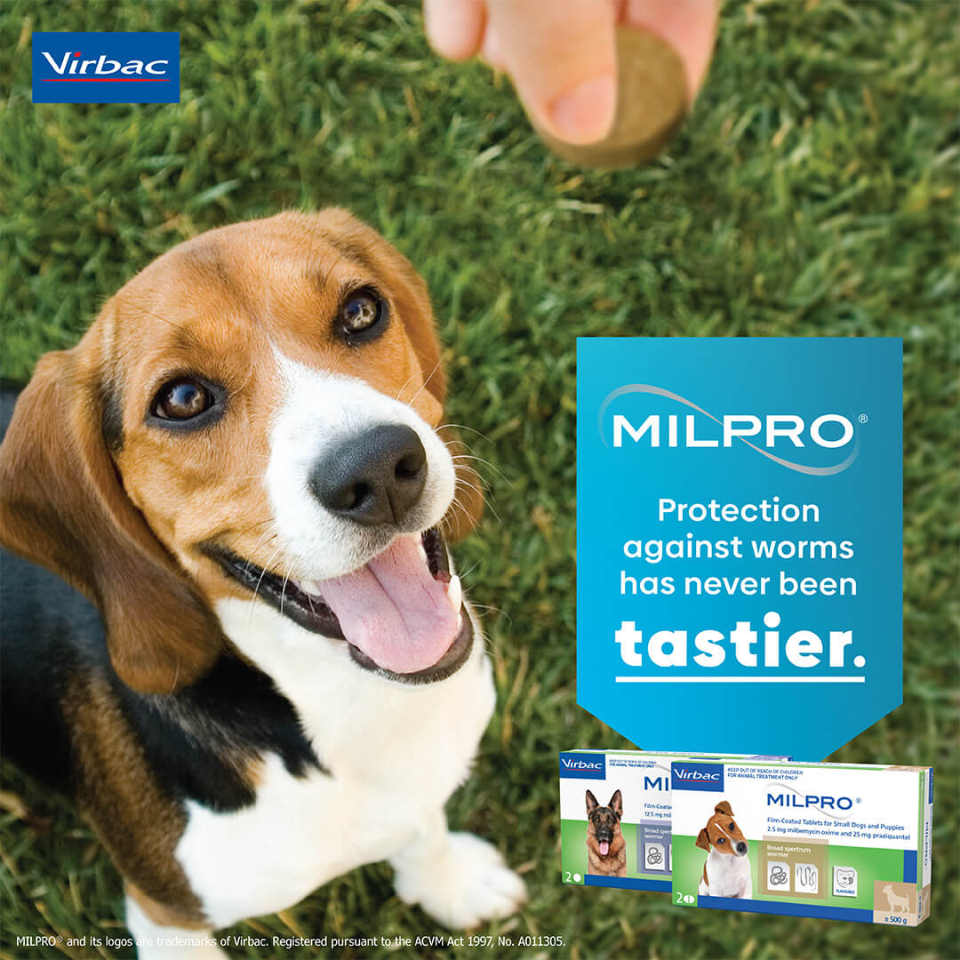 Milpro All Wormer Tablets for Dogs - Petdirect