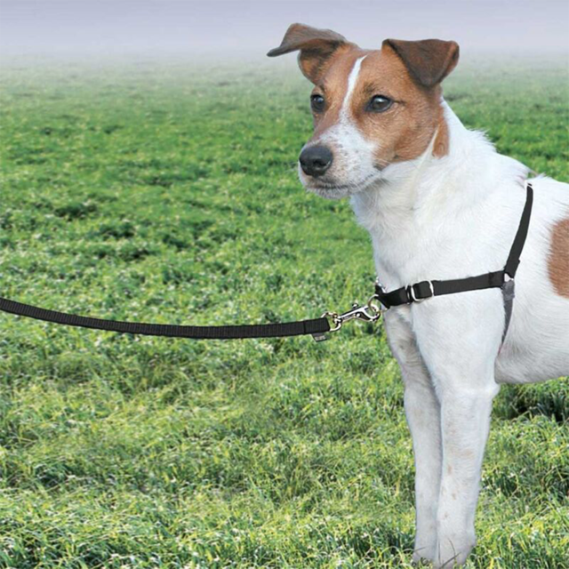 Beau Gentle Leader Front Lead Dog Harness - Petdirect