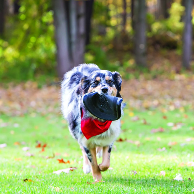KONG Flyer Frisbee Classic Dog Toy - Petdirect