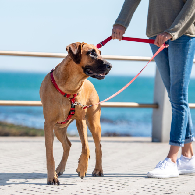 Rogz Multi Dog Lead - Petdirect