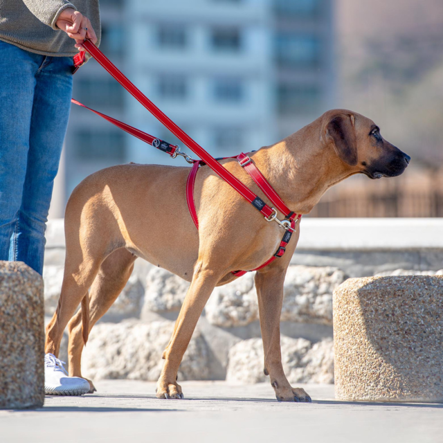 Rogz Multi Dog Lead - Petdirect