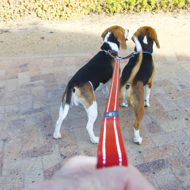 Rogz Splitz Dog Lead - Petdirect