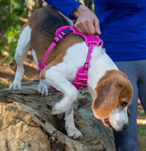 Rogz Utility Explore Dog Harness - Petdirect