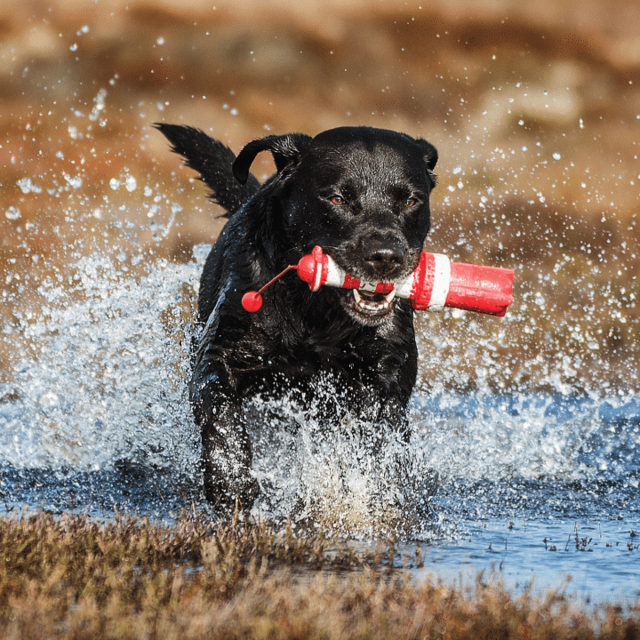 Rogz Lighthouse Dog Toy - Petdirect