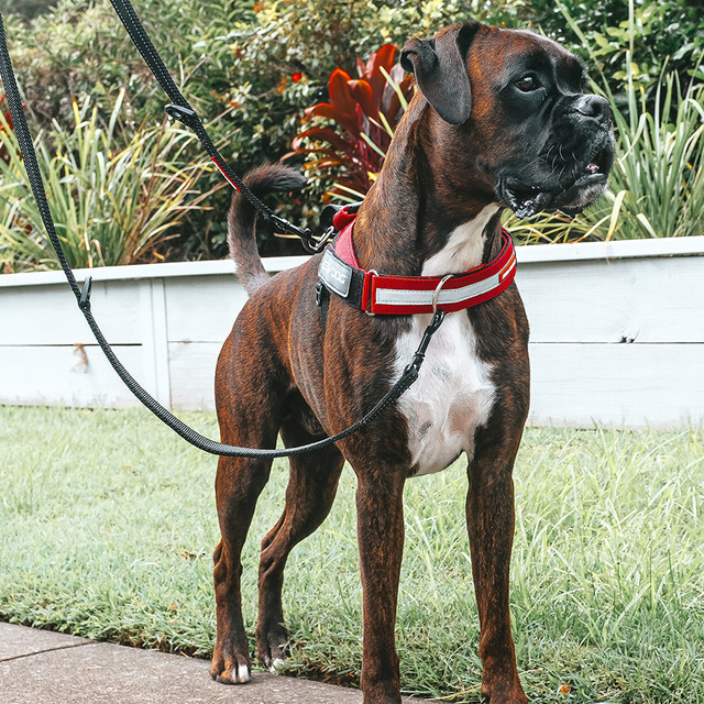 EzyDog Up Front D-Ring Attachment for Dog - Petdirect