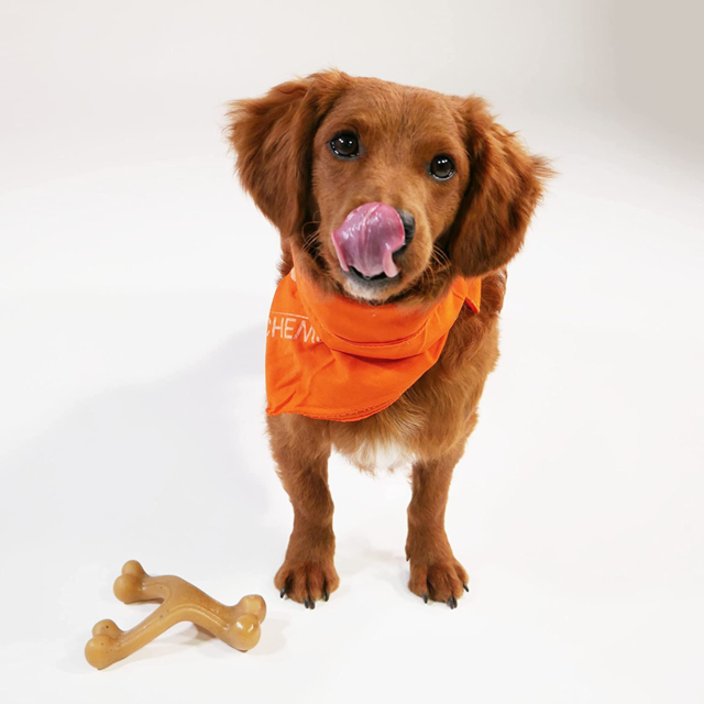 Nylabone Gourmet Style Strong Wishbone Chicken Dog Chew Toy - Petdirect