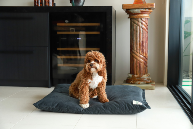 Life of Riley Swag Bed - Petdirect