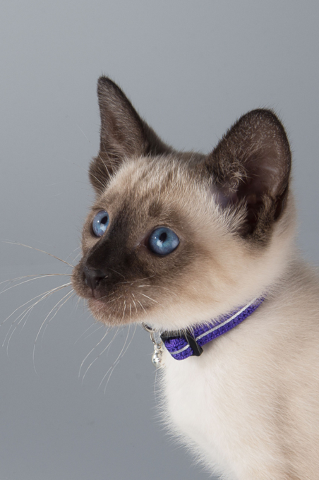 Rogz Alleycat Safeloc Cat Collar - Petdirect