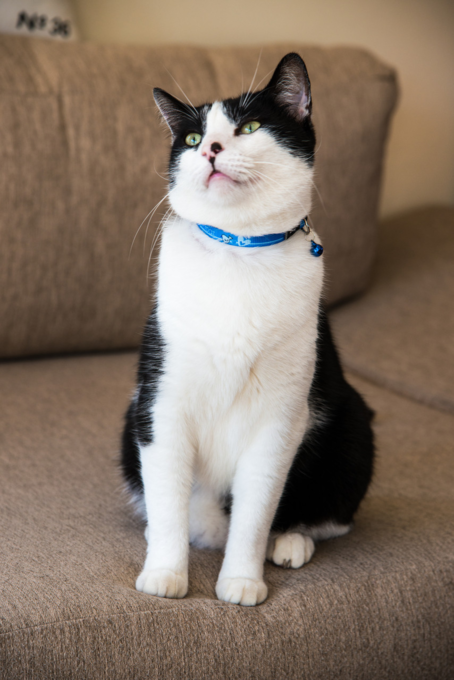 Rogz Kiddycat Safeloc Cat Collar - Petdirect