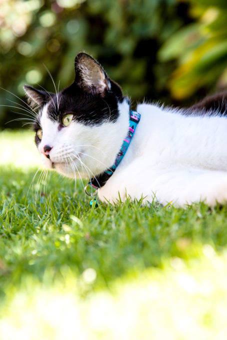 Rogz Neocat Safeloc Cat Collar - Petdirect