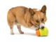 West Paw Zogoflex Toppl Dog Toy - Petdirect