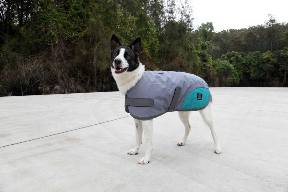 Pet One NightWalker Dog Coat - Petdirect